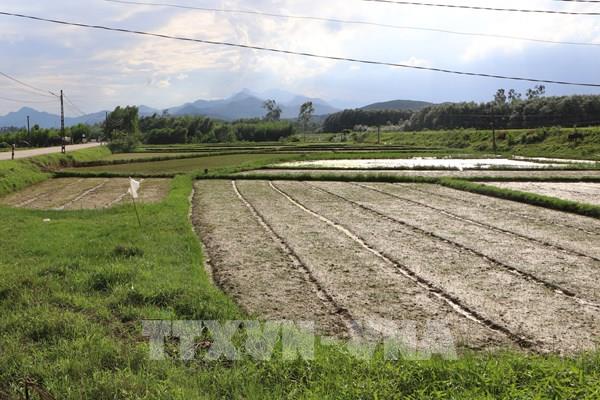 Nộp tiền mua đất nhưng 30 năm chưa được cấp đất