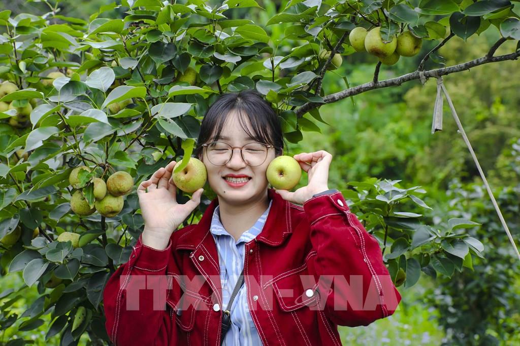 Mùa lê chín trên vùng cao Pu Nhi - Photo