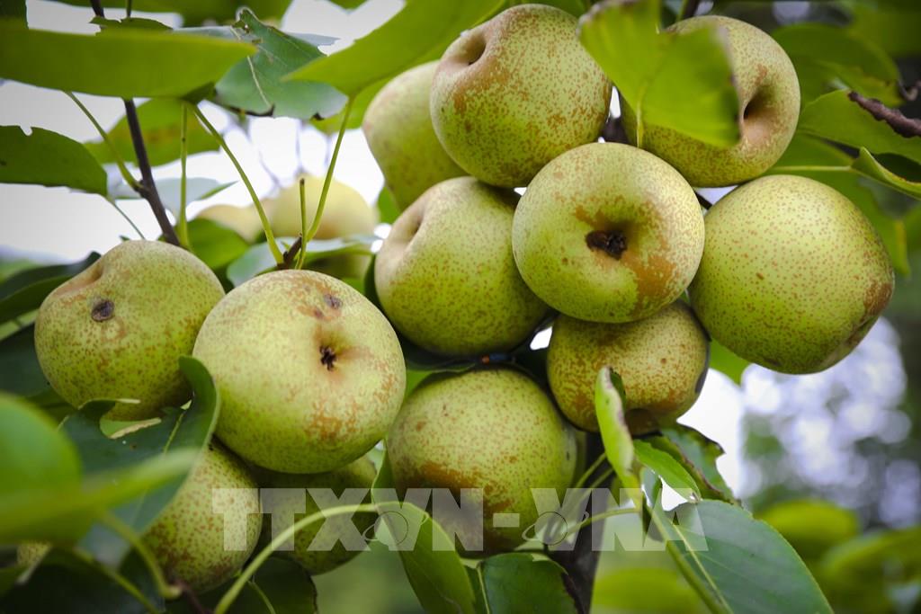 Mùa lê chín trên vùng cao Pu Nhi - Photo